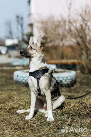 Щенок Восточноевропейская овчарка