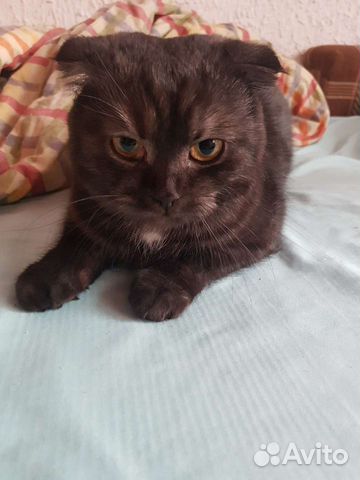 Шотландская вислоухая кошка бесплатно