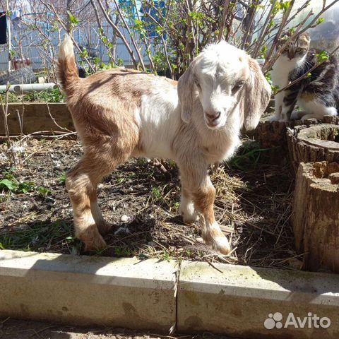 Чудные козлята