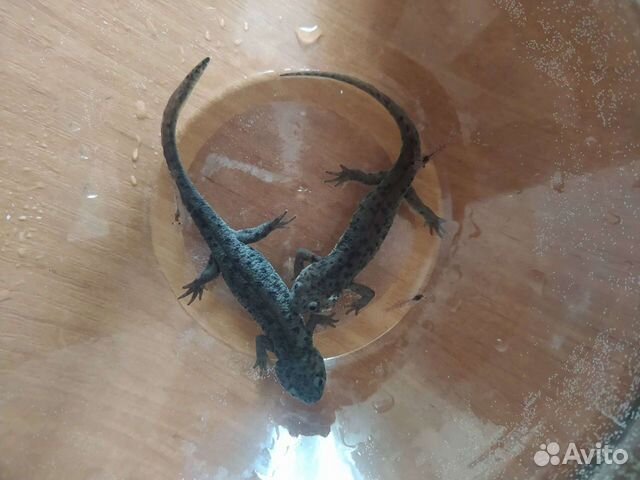 Продам двух молодых тритонов