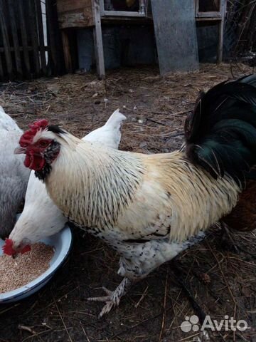 Петух и кролики