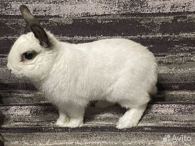 Кролик