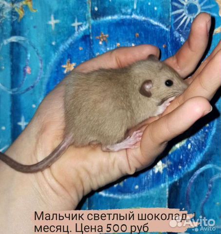 Крыски Дамбо разных окрасов/крыса,крысы