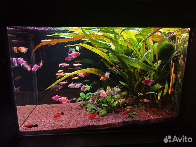 Аквариумные рыбки