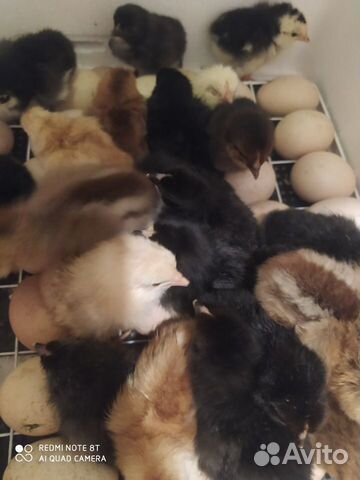 Цыплята суточные домашние