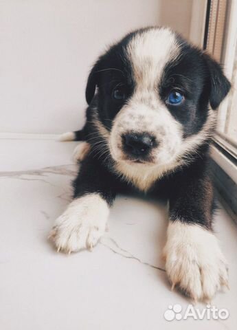 Щенок хаски+лайки