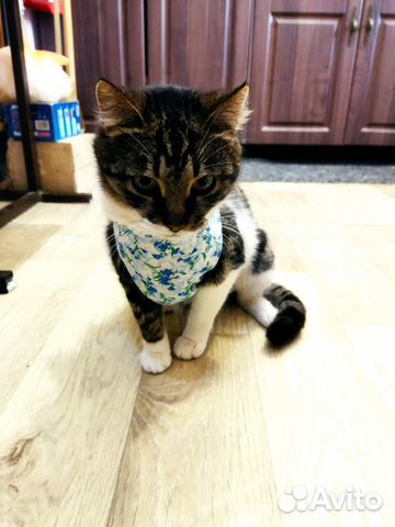 Кошечка в добрые руки