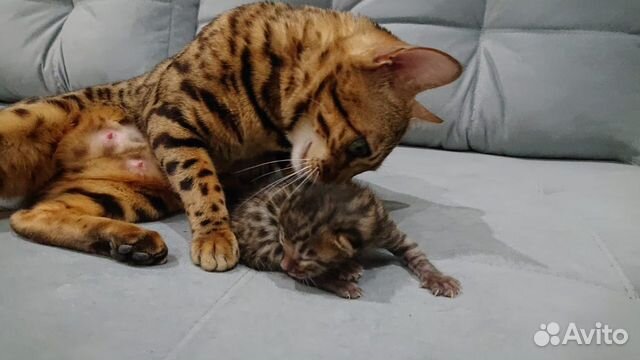 Котёнок