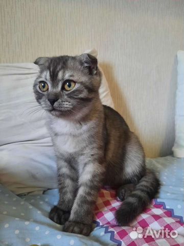 Вязка шотландский котик