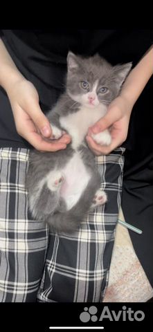 Британские котята