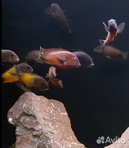 Трофеус ндоле Рэд и трофеус Икола