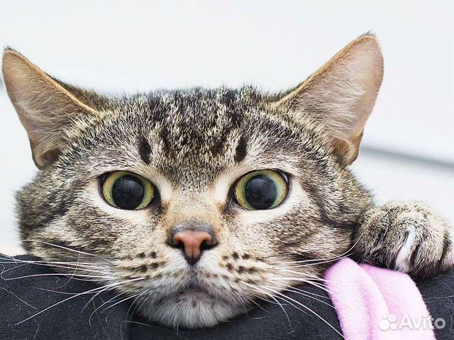 Пушистый джентльмен Дружок в добрые руки