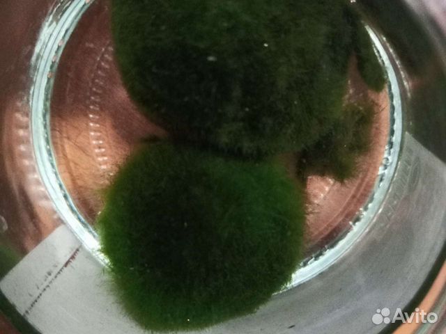 Аквариумные водоросли "маримо"