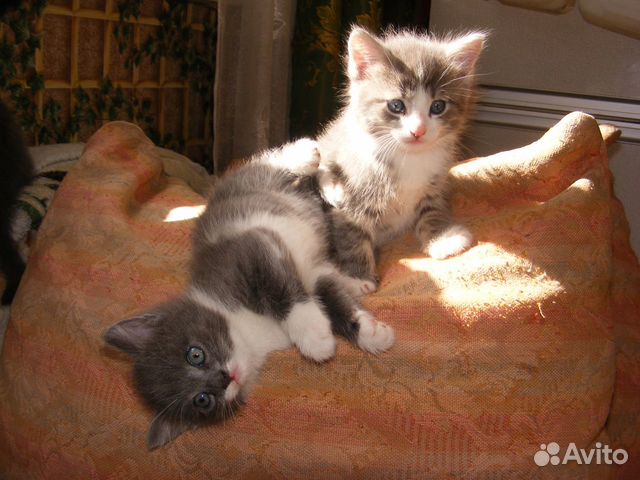 Домашние котята в добрые руки