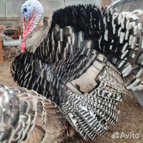 Индюки индюшки индейки