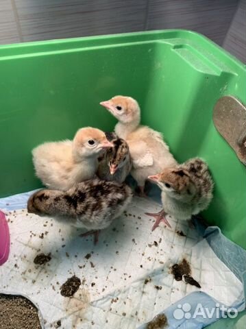 5-дневные индюшата