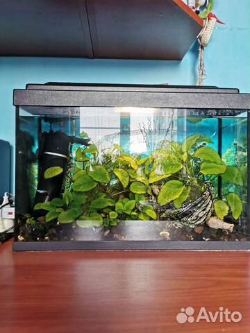 Запущенный аквариум с рыбками и растениями