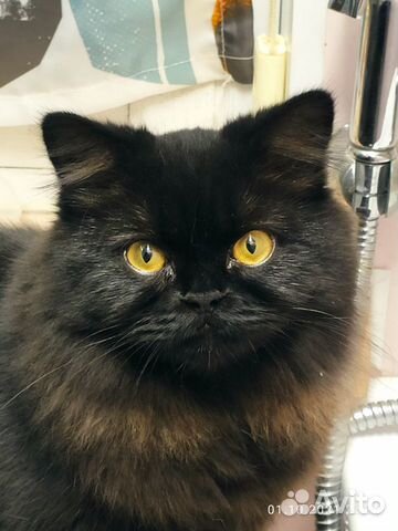 Кошечка ищет котика для вязки