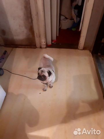 Щенки мопса