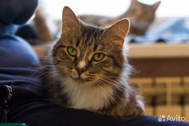 Кошка Алёна ищет дом