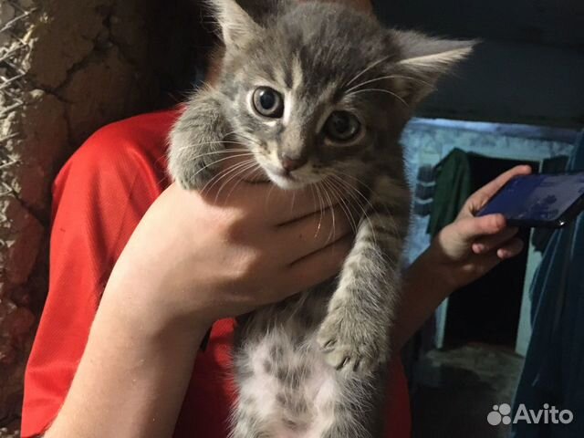 Кот