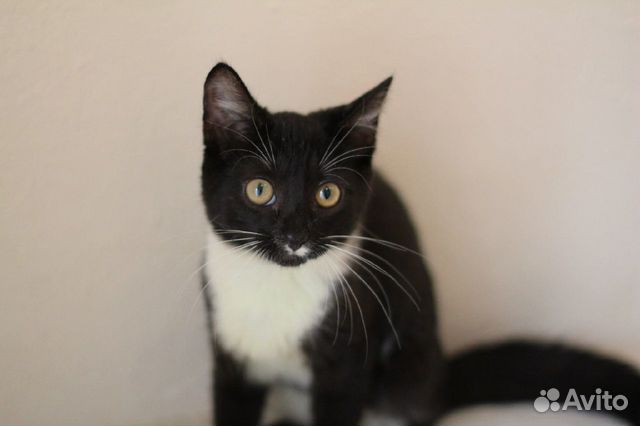Котенок 4 месяца в дар
