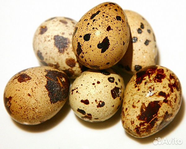Продаются инкубационные яйца Калифорнийских перепе