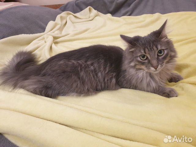 Снежная королева кошка Эстрелла