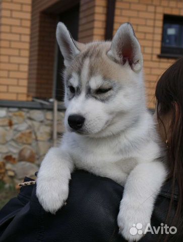 Шикарная девочка Сибирский Хаски