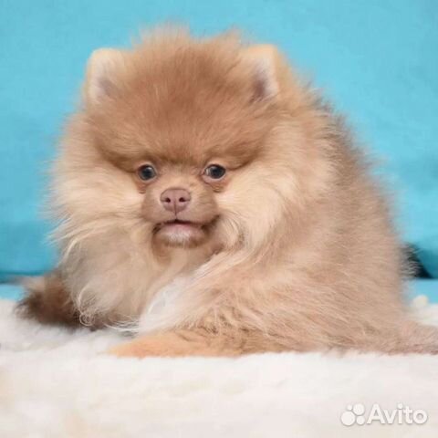 Цветные щенки шпица