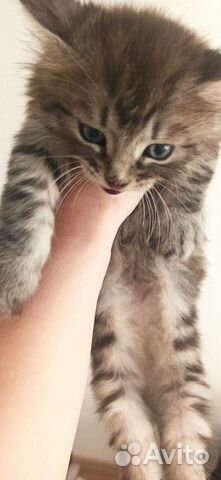 Котенок