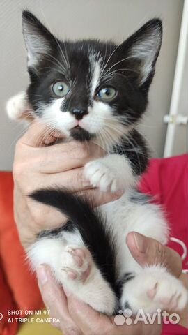 Кошка и котята в дар