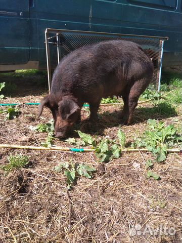 Свиноматка дюрок