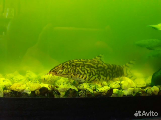 Рыбка Боция