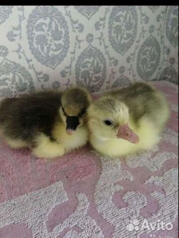Гусята суточные