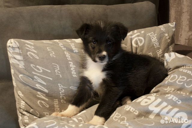 Ищет дом щенок