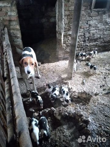 Продаются кутята Русской гончей