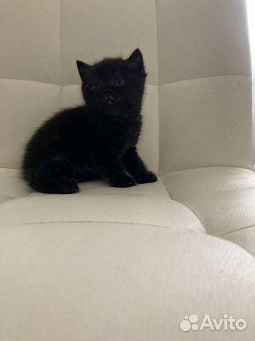 Британские котята