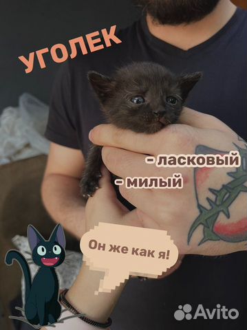 Ласковый малыш Уголек ищет семью, возраст 1 месяц