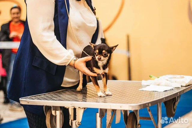 Чихуа потерялась