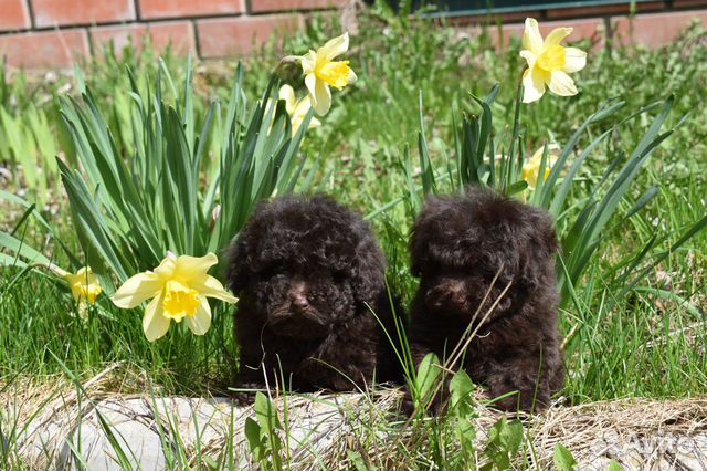 Той пудель шоколад