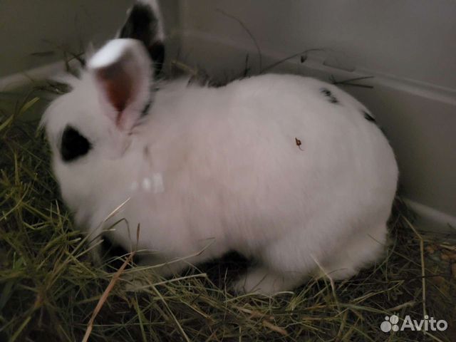 Декоративные кролики мини