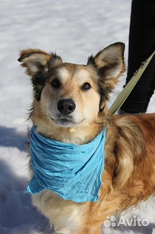 Бывшедомашний пес ищет семью