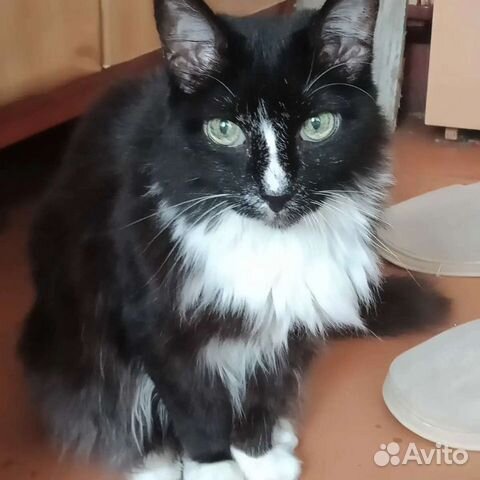 Котик,норвежская лесная в добрые руки