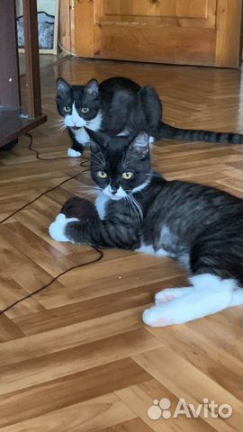 Коты братик и сестра в хорошие руки