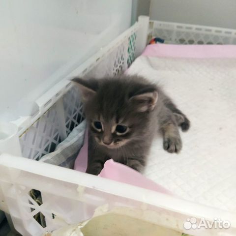 Котята ищут дом и самых добрых хозяев