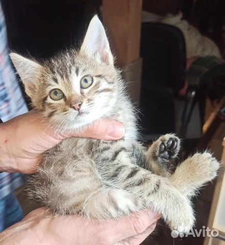 Котята