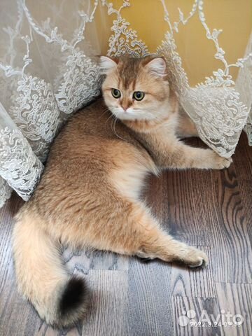 Кошечка золотая шиншилла ищет кота
