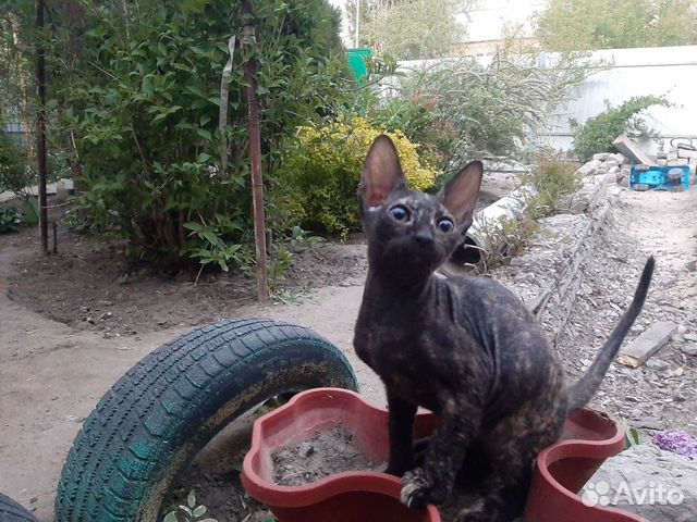 Кошечки сфинкса