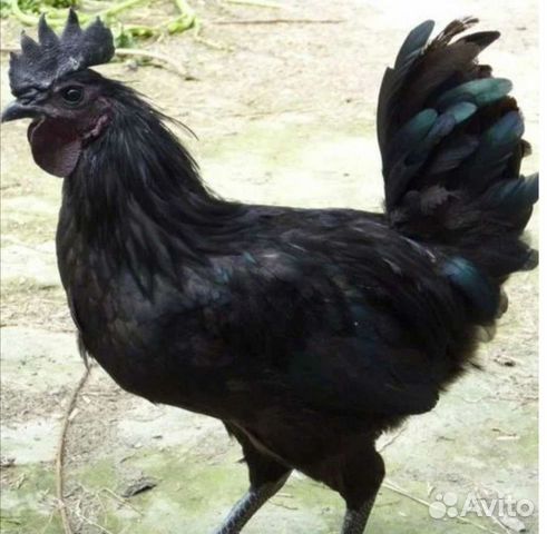 Ухейилюй, ия, цыплята и взрослые